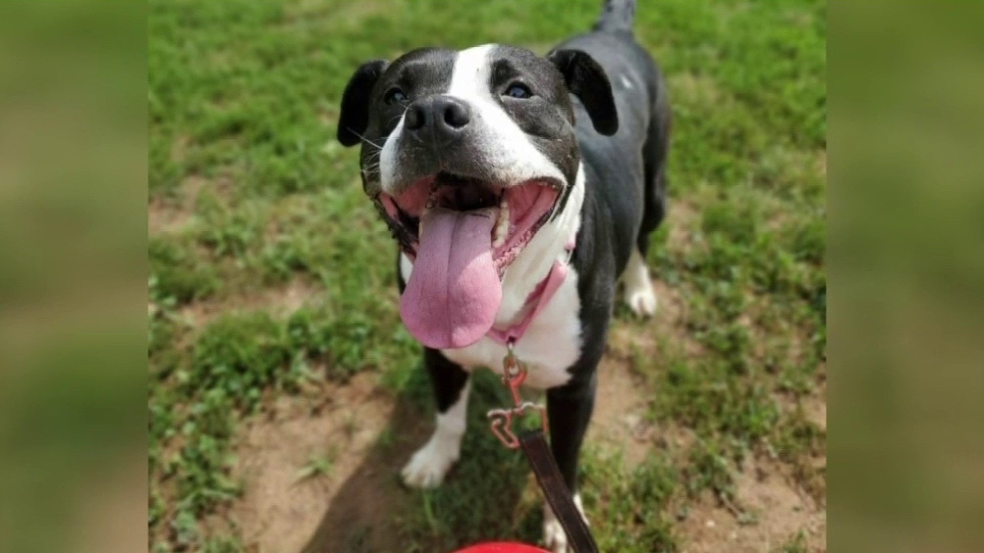 Nate, fruit and veggie-loving K9, still looking for home despite likes ...