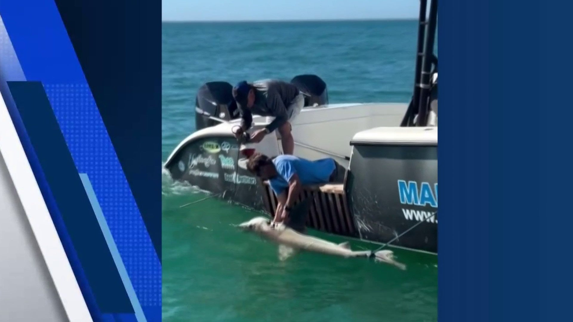 Watch: Florida Swimmers Save Shark Caught in Fishing Line ...